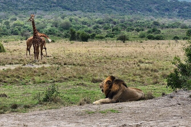 Akagera Safari Ride Share 1 Day Adventure - Cost Analysis: Is It Good Value?