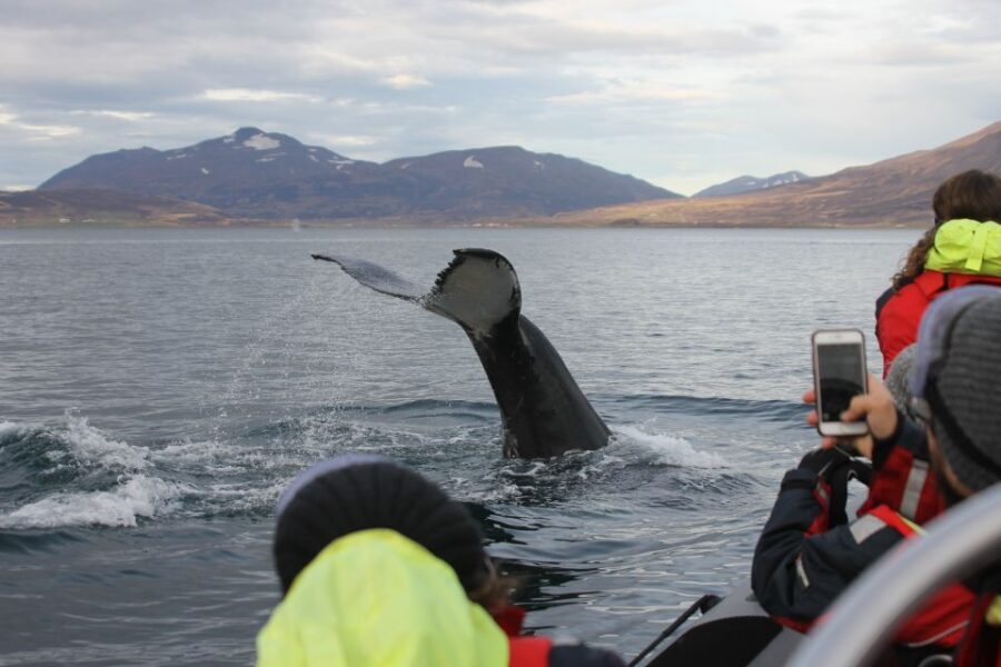 Akureyri: 2-Hour Whale Watching Express by RIB Speedboat - The RIB Speedboats – What They Mean for You