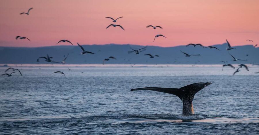 Akureyri: Arctic Coastline & Whale Watching - What Travelers Are Saying