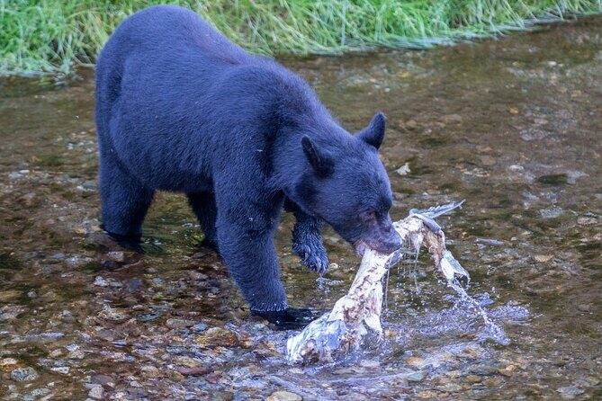 Alaska Wildlife Safari and Sightseeing Tour - The Itinerary and What You’ll See