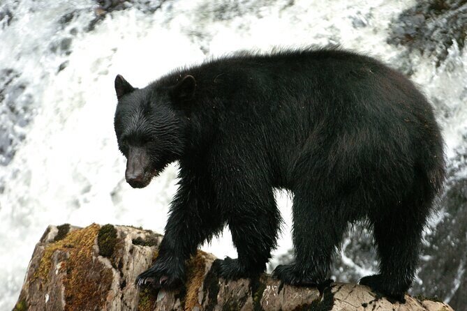 Alaskan Bear Encounter by Land & Sea - Logistics and Practical Tips