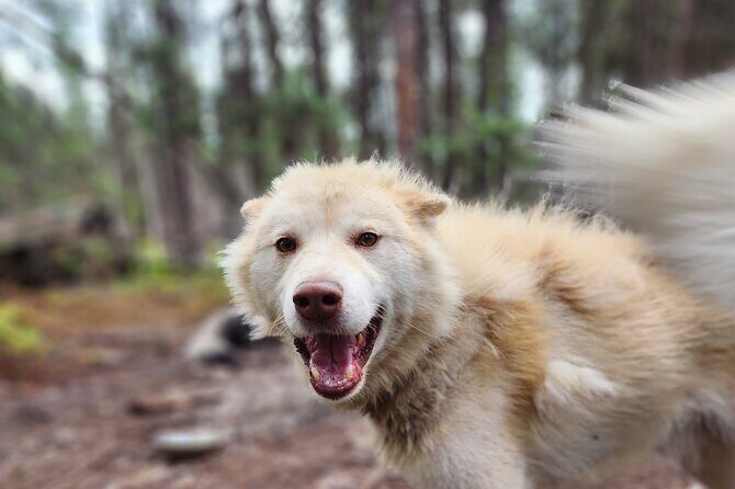 Alaskan Sled Dog Excursion in Fairbanks - Who Will Appreciate This Tour?