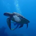 All Inclusive Bali Scuba Diving at Tulamben with Lunch -Transport - What to Expect Underwater