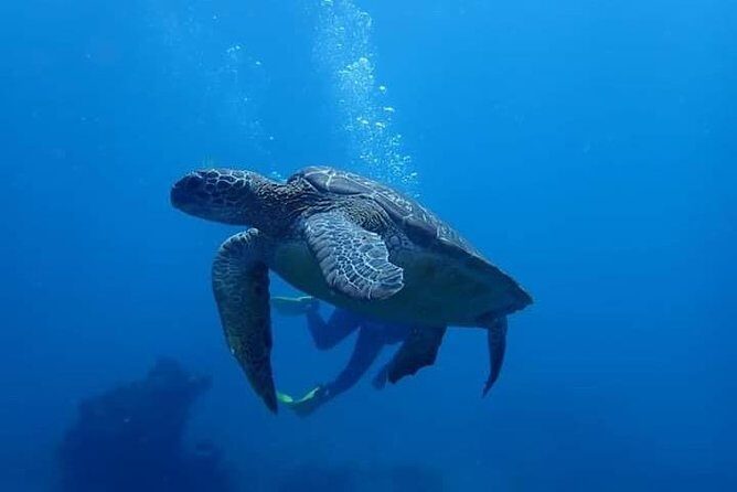 All Inclusive Bali Scuba Diving at Tulamben with Lunch -Transport - What to Expect Underwater