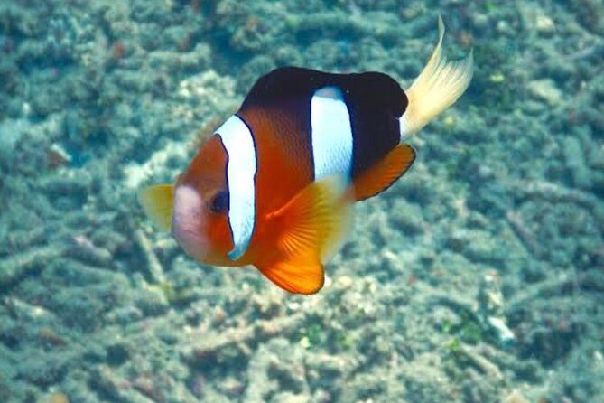 All Inclusive: Bali Snorkeling at Blue Lagoon and Tanjung Jepun - The Experience from a Traveler’s Perspective