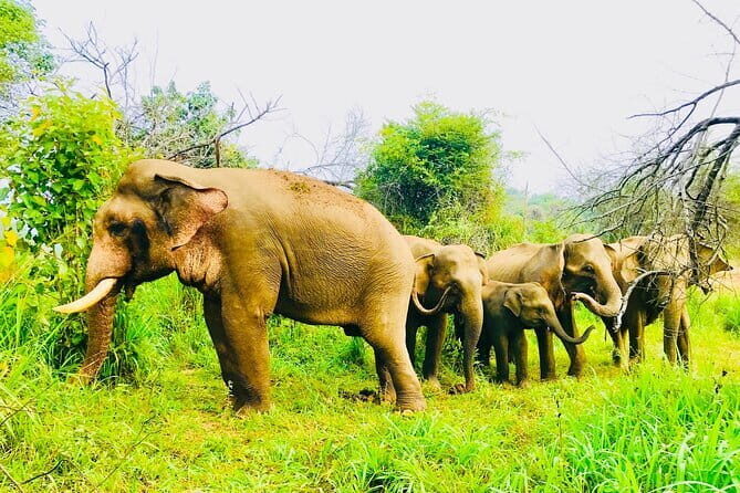 All Inclusive Private Jeep Safari To Minneriya National Park - Why This Tour Stands Out