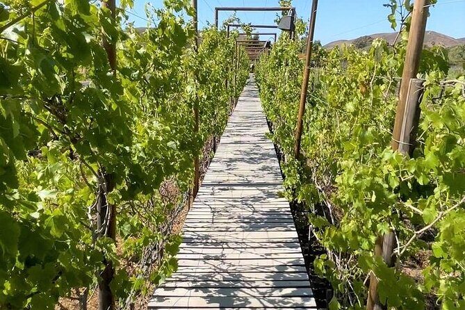 All-Inclusive Private Wine Tour in Baja - The Sum Up