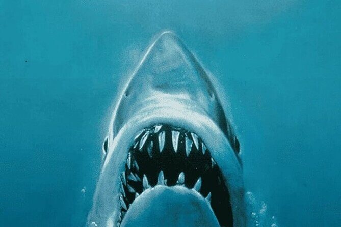 All New Shared Jaws tour Budget Friendly - In-Depth Look at the Tour Experience