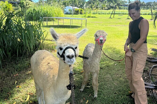 Alpaca Farm Experience on the Road to Hana - Authenticity and Value