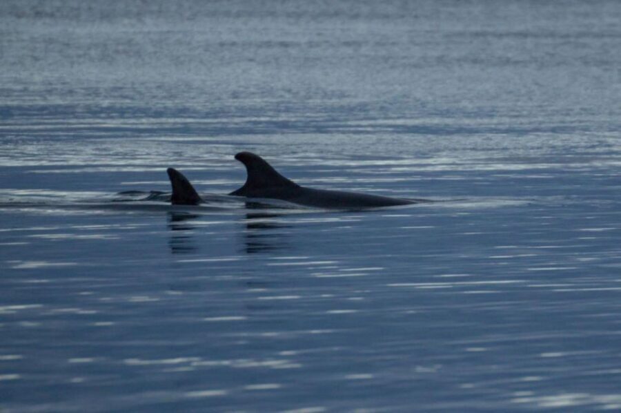 Alta: Alta Fjord Whale Watching Tour - What Makes This Tour Special?