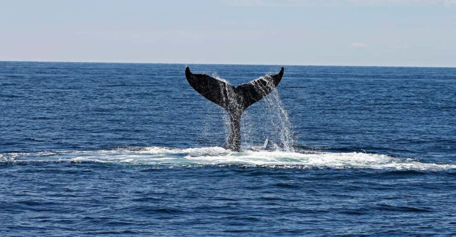 Alta Fjord: Private Whale Watching Tour - Practical Details and Considerations