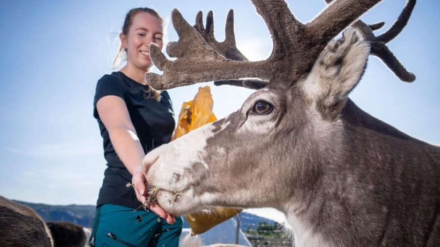 Alta: Reindeer - A carrier of Sámi Culture - The Experience in Perspective