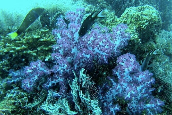 Amazing Phu Quoc 1Day Tour Diving with pro guide - What Makes This Tour Stand Out?
