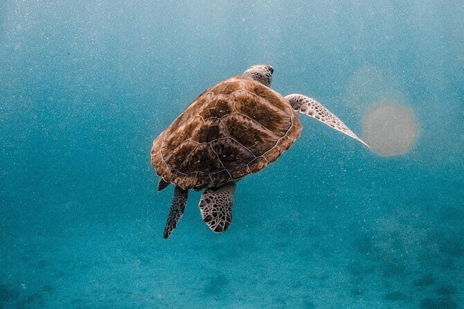 Amazing Similan Day Trip by Luxury Catamaran Yacht - Who Should Consider This Tour