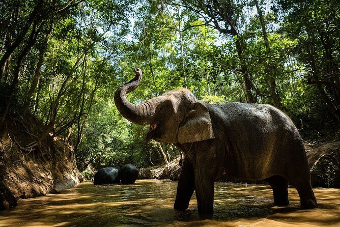 Angkor Wat Temples & Kulen Elephant Forest Day Tour - The Jungle Magic of Ta Prohm