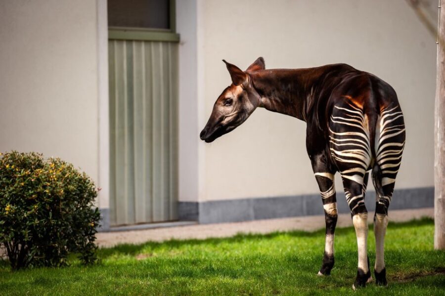 Antwerp: ZOO Entry Ticket - Who Would Love This Zoo?