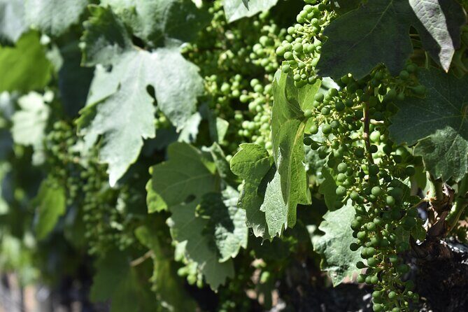 Apple Hill Wine Tasting Tours And Placerville wine tasting tours - Transport and comfort