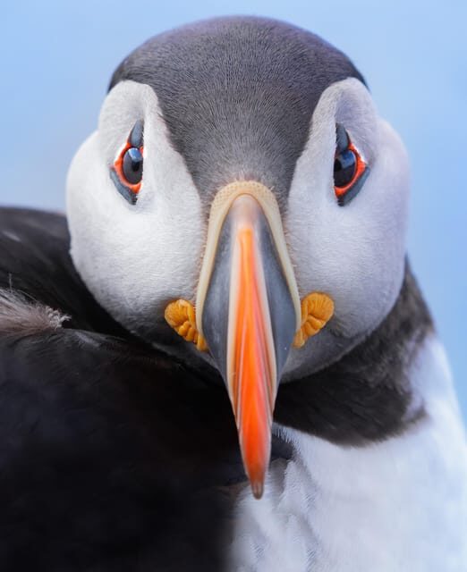 Around Hornøya - Birdwatching & Whalewatching Boat Excursion - Value and Practicality