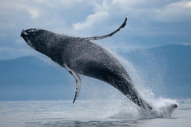 ATV & Whale Watching Full day adventure in Reykjavik - Final Thoughts: Is This Tour Right for You?
