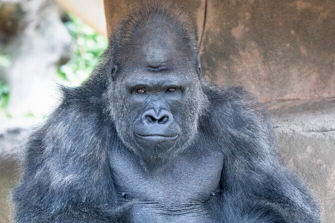 Audubon Zoo Ticket - FAQ