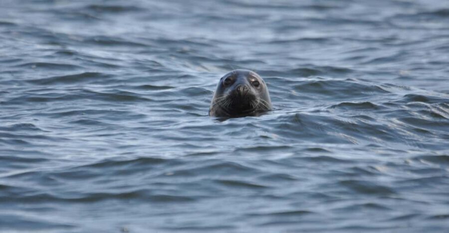 Baabe on Rügen: Seal-Spotting Cruise in the Baltic - Who Will Enjoy This?