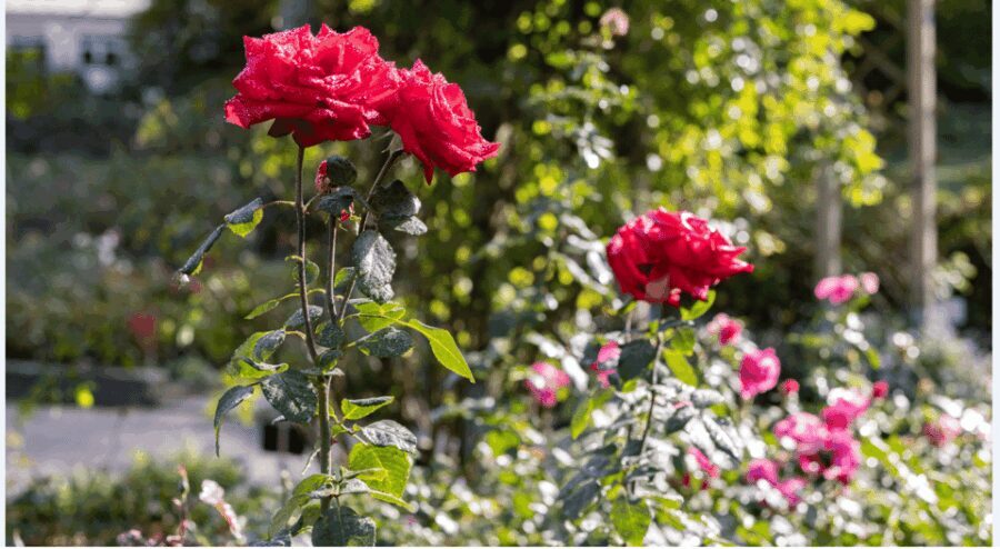 Bad Wörishofen: Rose Garden Tour - Final Thoughts