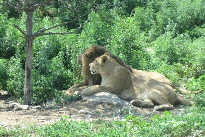 Badaling Wildlife World Private Tour from Beijing - The Practicalities: What You Need to Know