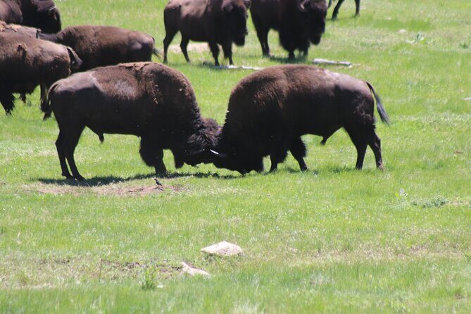 Badlands Alive: A Day in Wild and Wondrous Lands - What You Can Expect on This Tour