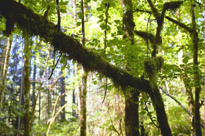 Bainbridge Island Serenity Forest Hike & Cultural Landmarks Tour - What Travelers Should Know Before Booking