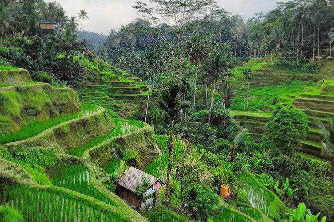 Bali Airport Pickup Transfer to Ubud Area (Private) - Why Travelers Love This Service