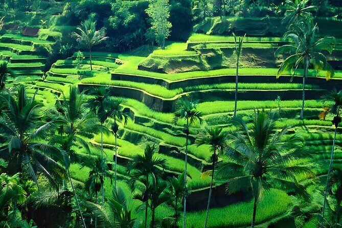 Bali Car-Charter: Half Day Ubud Waterfall Tour - The Practical Side: Price, Comfort, and Flexibility
