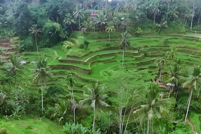 Bali Half-Day Car Charter: Ubud Waterfall Tour - What’s Included and What’s Not