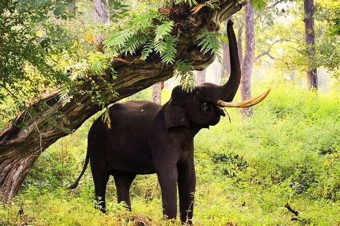 Bangalore to Mysore & Nagarhole National Park - Day 1: Cultural Highlights and Scenic Views