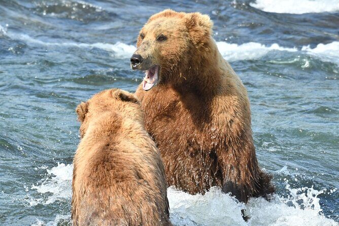 Bear Viewing at Brooks Falls in Katmai National Park - Why Choose This Tour?