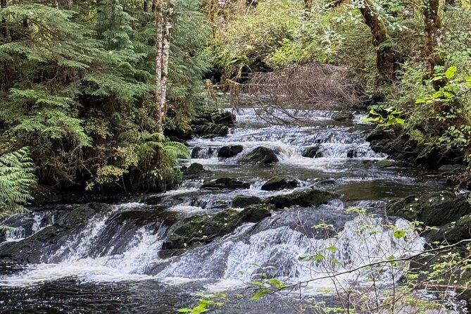 Beautiful Hike on Tongass National Forest's Lunch Creek Trail - Who Will Love It?
