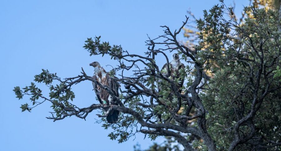 Beli - Griffon Vultures Bird Watching Boat Trip - Who Will Love This Tour?