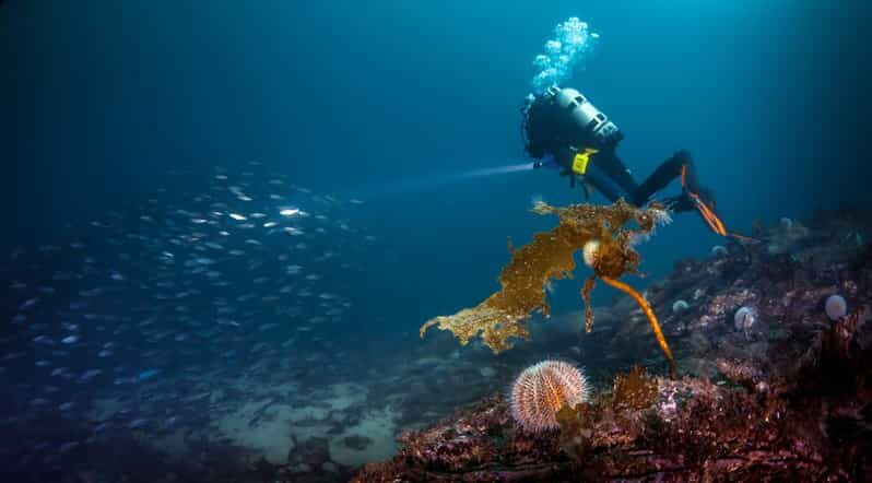 Bergen: Guided Scuba Diving - Who Should Consider This Tour?
