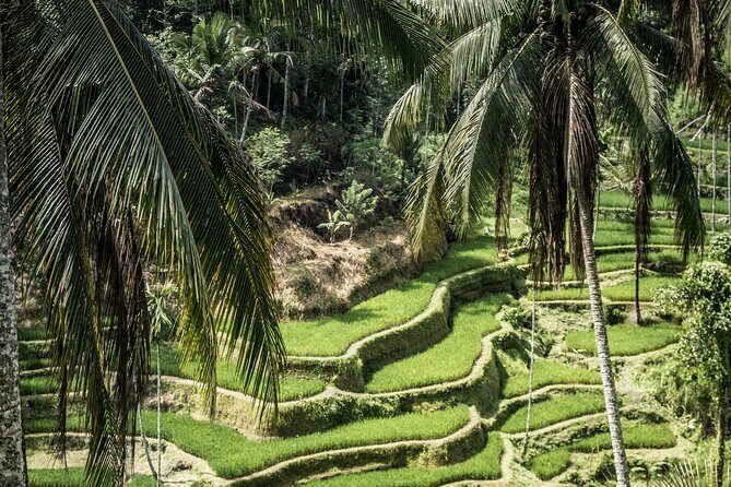 Best of Ubud with Jungle Swing Tour - Tegalalang Rice Terrace: Bali’s Iconic Landscape
