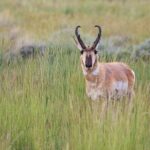 Best Of Yellowstone Full Day Nat'l Park Tour From Gardiner - Frequently Asked Questions
