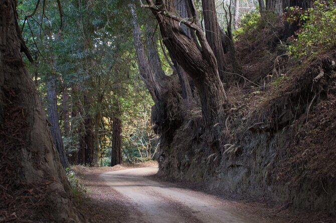 Big Sur Electric Bike Tour Along Old Coast Road - A Deep Dive into the Big Sur Electric Bike Tour