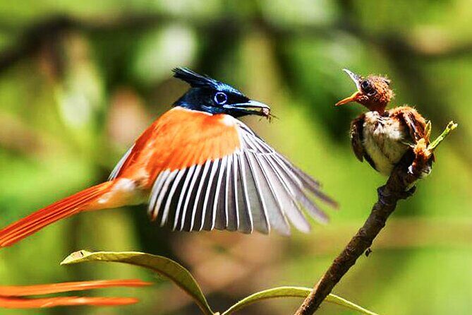 Bird watching and Wildlife Tour (6 Days) - What Makes This Tour Stand Out