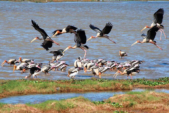 Bird Watching Tour in Muthurajawela Wetland from Colombo Harbour - Exploring the Tour in Depth