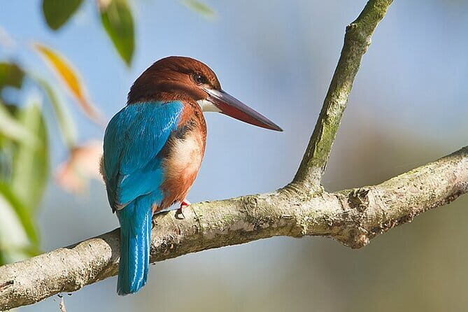 Bird Watching with Cannoning Tour in Chitwan National Park - The Value of the Tour