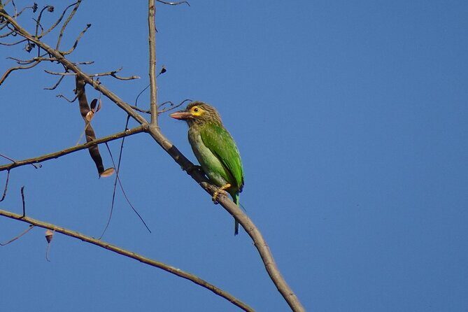 Birding trails in Delhi - Final Thoughts