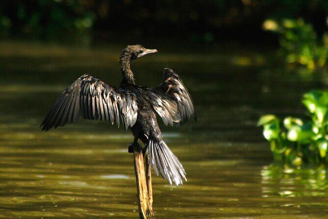 Birdwatching Boat Ride in Muthurajawela Marsh - The Value of This Experience