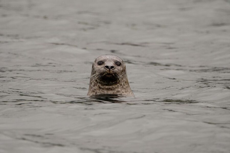 Bleik: Whale Watching by Speedboat with Puffins and Muffins - Authentic Encounters and Real Reviews