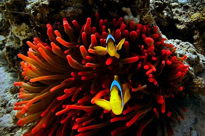 Blou lagoon snorkeling all incllusive - Practical Tips for Your Day Out