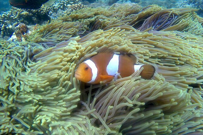 Blue lagoon and tanjung jepun snorkling all inclusive - Who Would Love This Tour?