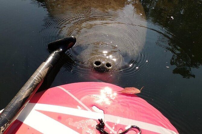 Blue Springs Manatee Tours & Wildlife Adventure Orlando - Detailed Itinerary Breakdown