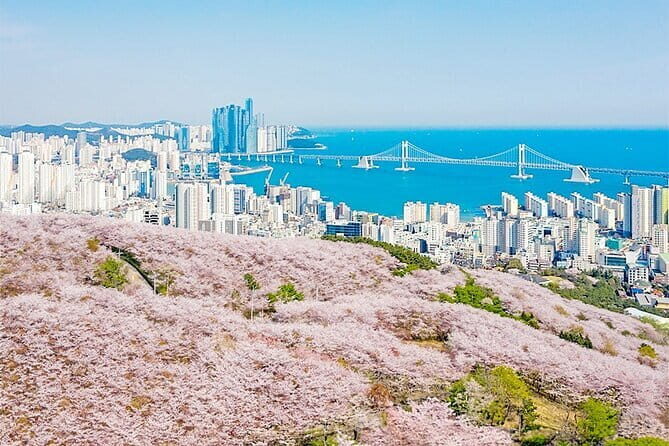 Blueline Park Sky Capsule & Spring Blossom Tour from Busan - The Experience in Detail